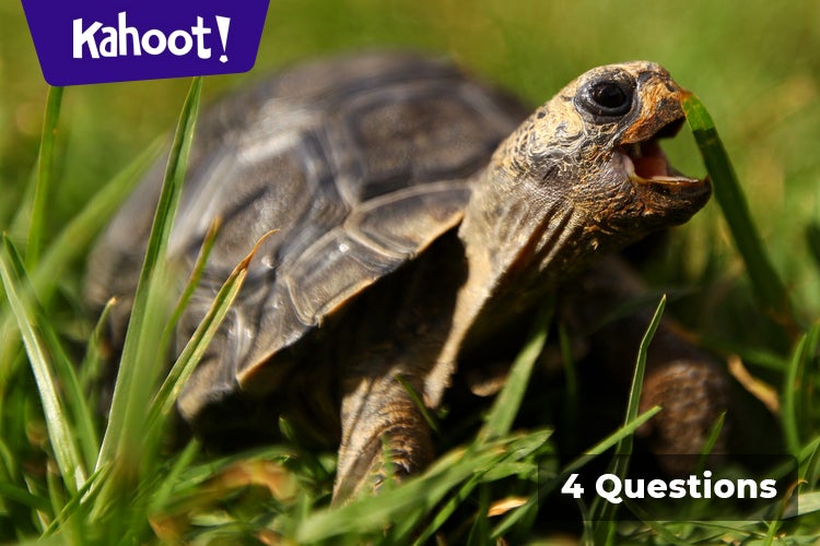 Boerderij mini’s - Kahoot! Quiz