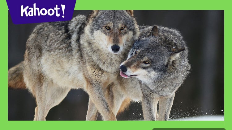 Introduction to Ecology: Vocab Review - Kahoot! Quiz
