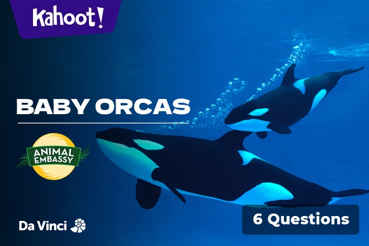 Baby Orcas - Kahoot! Quiz