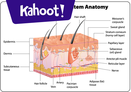Anatomy - Kahoot! Quiz