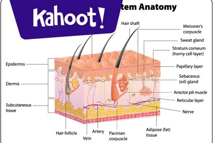 Anatomy - Kahoot! Quiz