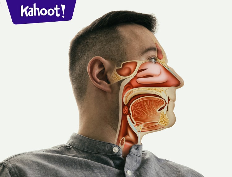 Respiratory System Test (Nov. 2022) - Kahoot! Quiz