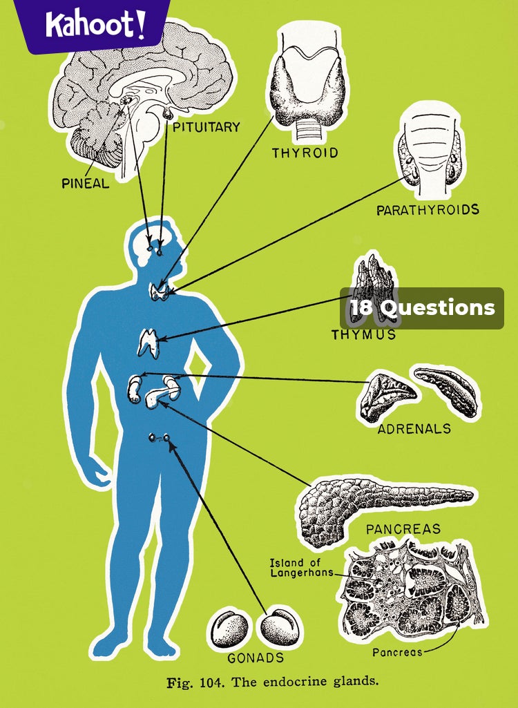 PHAR 422- Exam 4 - Lesson 1: Endocrine Quiz - Kahoot! Quiz