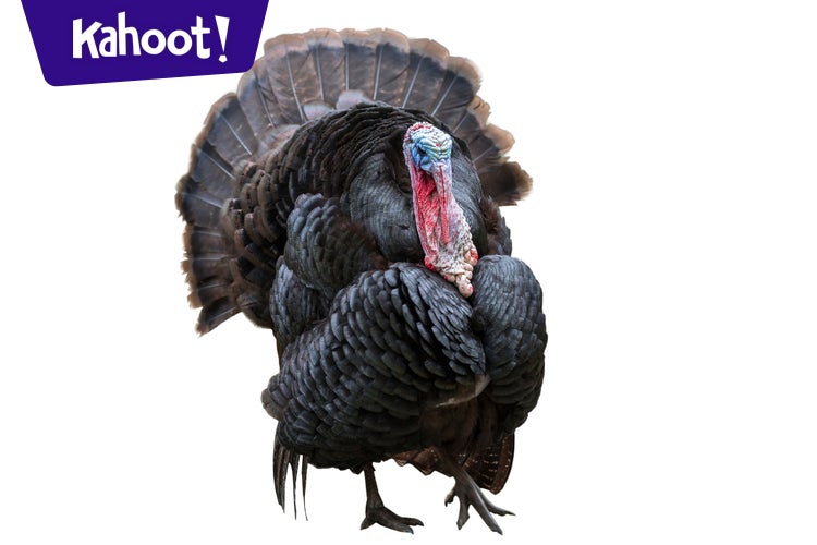 Birds - Kahoot! Quiz