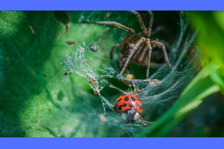 IB Biology C4: Populations, communities, energy & matter - Kahoot! Course