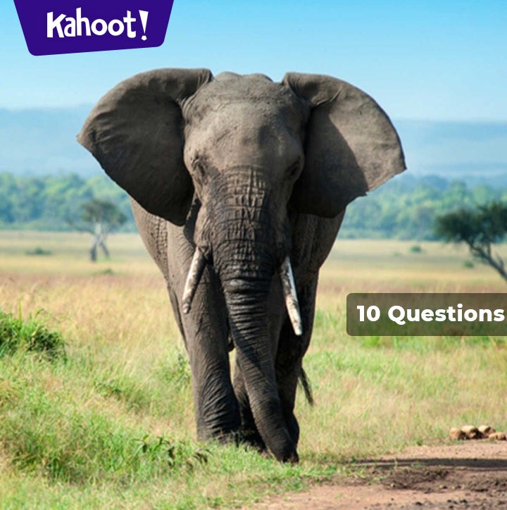 Land animals kahoot - Kahoot! Quiz