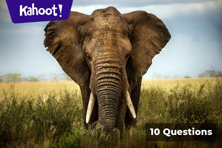 Let's play with animals we've learned! - Kahoot! Quiz