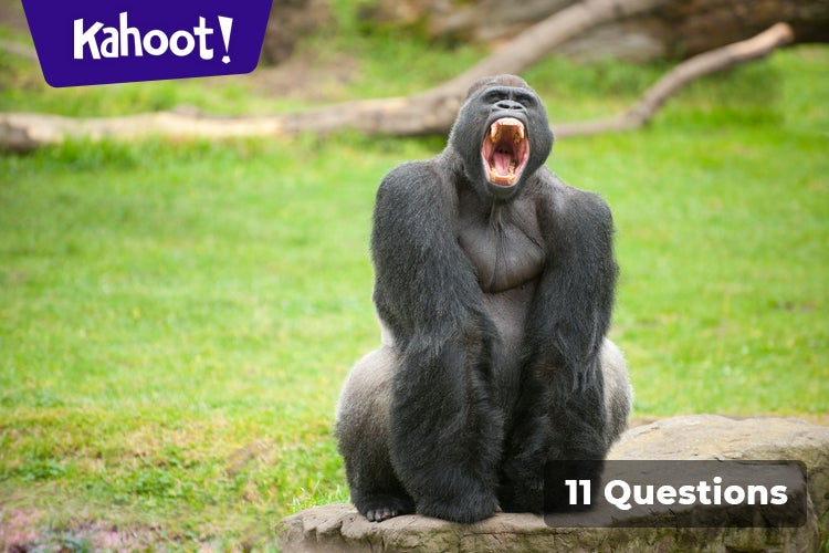 Gorilla kahoot - Kahoot! Quiz