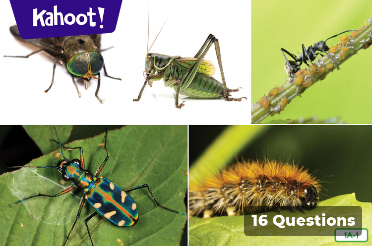 CKLA Knowledge Domain 8: Insects - Kahoot! Quiz