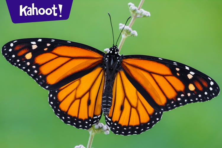 All About Monarch Butterflies - Kahoot! Quiz