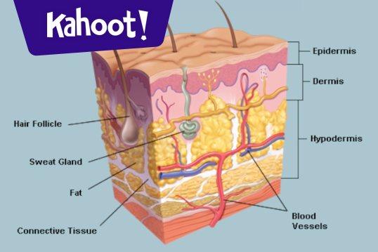 WVUP 4 Medical Terminology Integumentary System Chapter 4 - Kahoot! Quiz