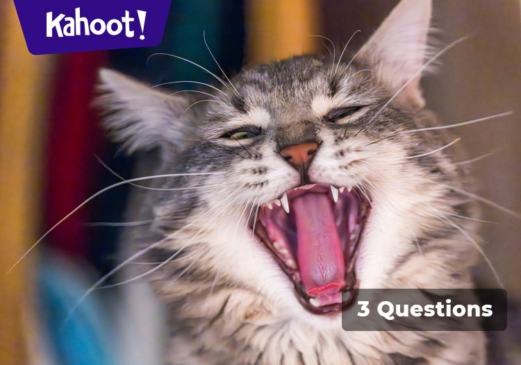 Cat Kahoot - Kahoot! Quiz