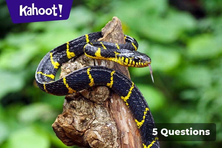 Sibilance Pre-Test - Kahoot! Quiz