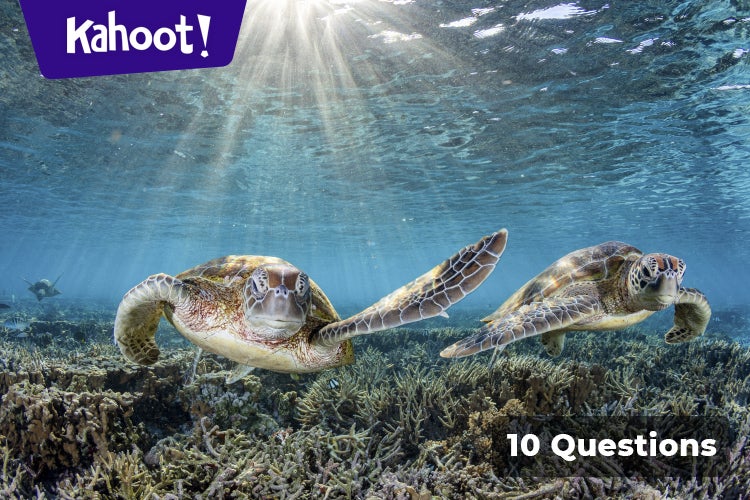 All About Sea Turtles - Kahoot! Quiz