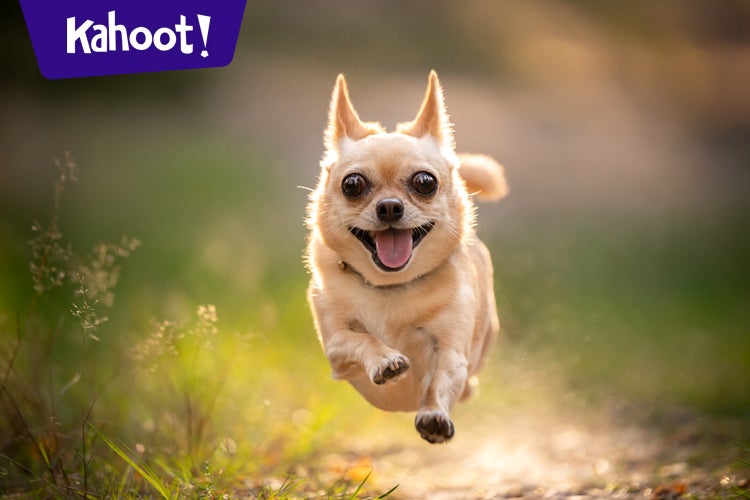 Animal classification - Kahoot! Quiz