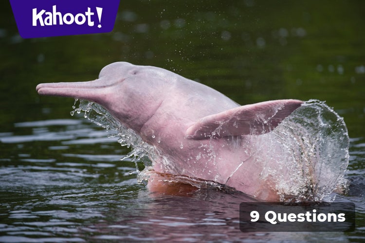 Pink River Dolphins - Kahoot! Quiz