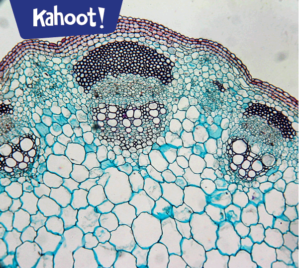 Plant Anatomy Review - Kahoot! Quiz
