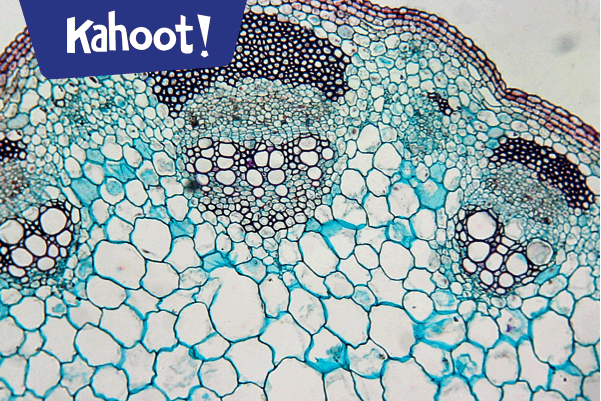 Plant Anatomy Review - Kahoot! Quiz