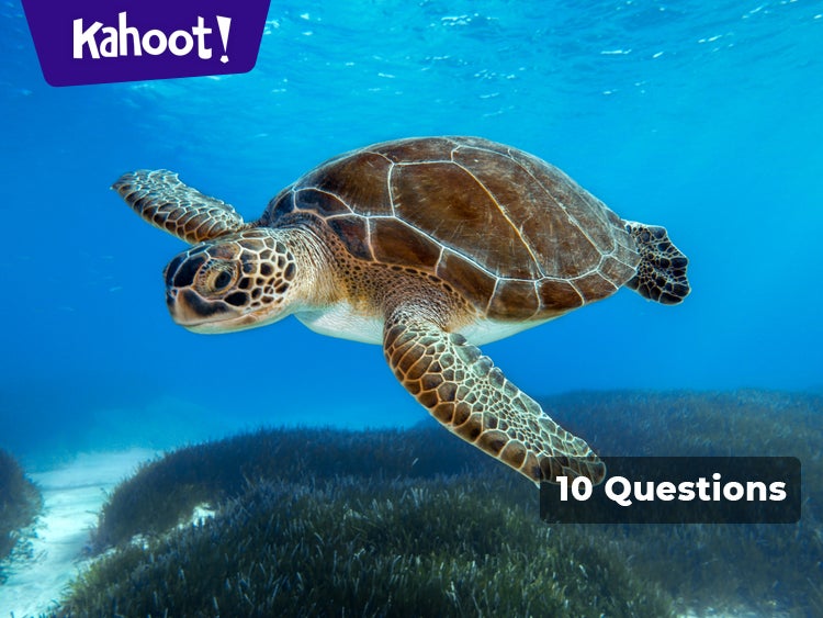 Words-Animals(1) - Kahoot! Quiz