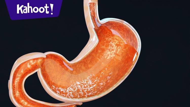 Anatomy II Small Animal GI Viscera - Kahoot! Quiz