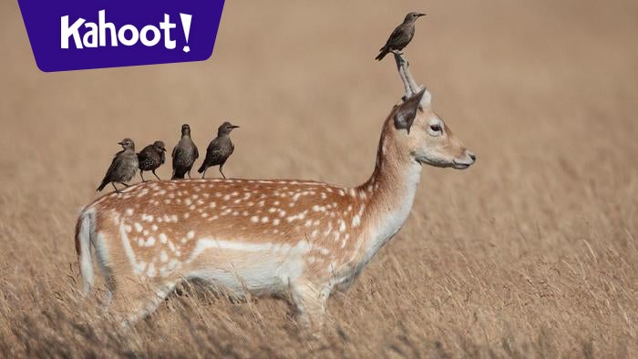Symbiotic Relationships - Kahoot! Quiz