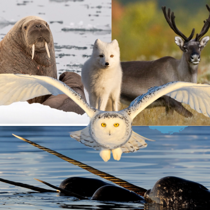 Winter Wildlife: Arctic Animal Trivia - Kahoot! Quiz