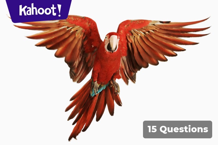 B5 Birds L1 - Kahoot! Quiz