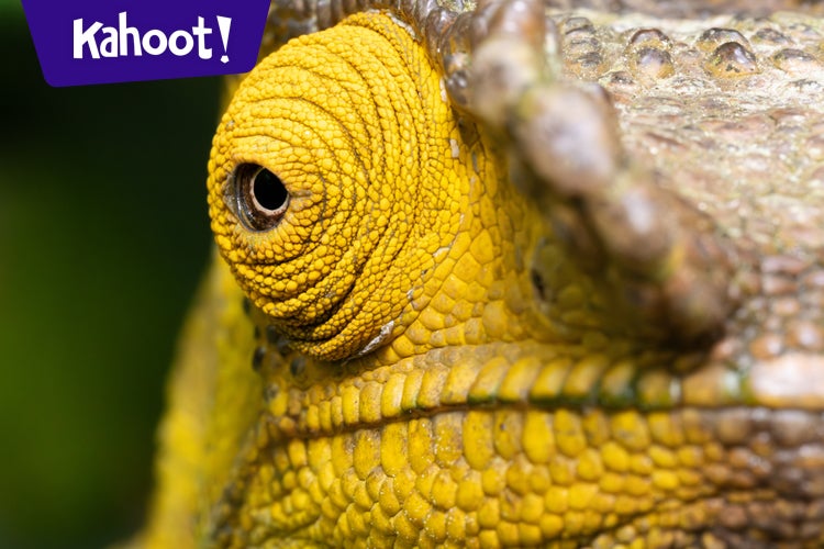 IDENTIFY THE REPTILE 1 - Kahoot! Quiz