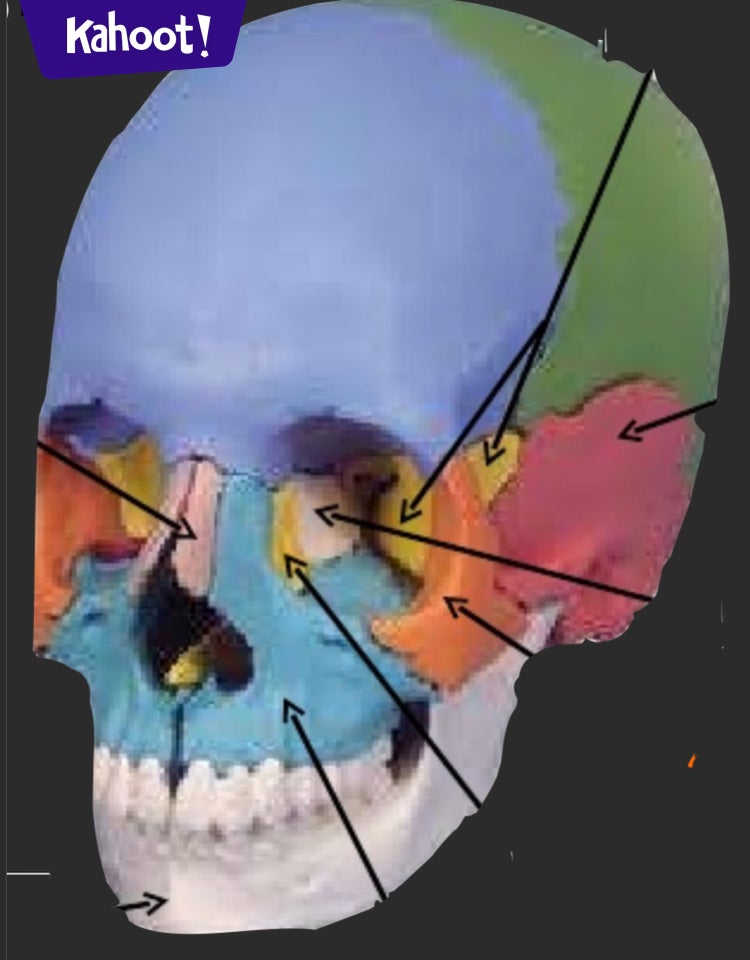 Skull & Bones of the Hand - Kahoot! Quiz