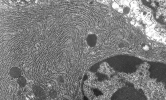 IB Biology - Theme A - Unity & Diversity - Kahoot! Course
