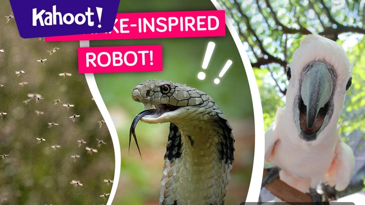 A snake-inspired bot, cockatoo use their tools, and testing insect ...