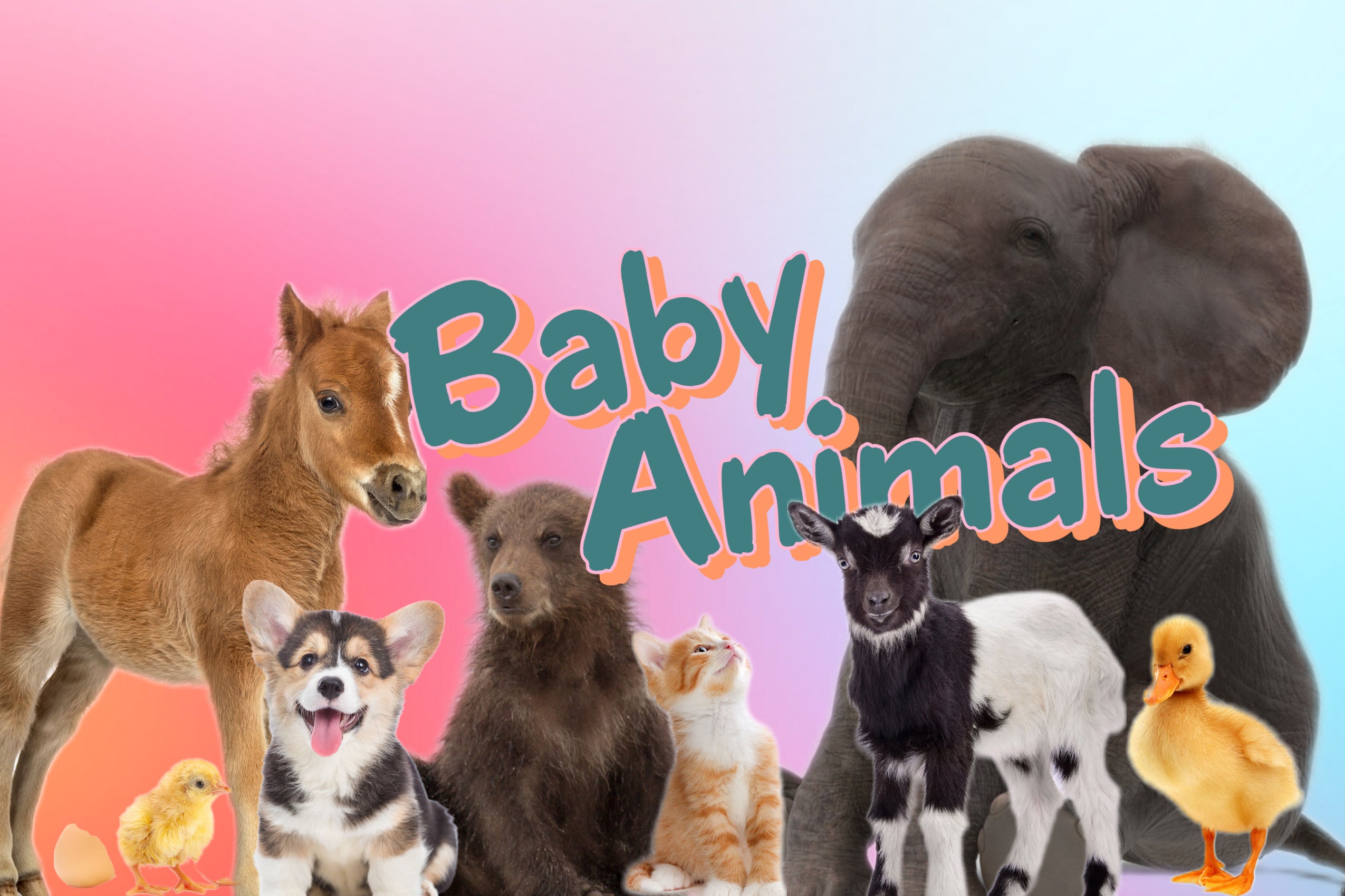 Animals and their baby names. - Kahoot! Quiz