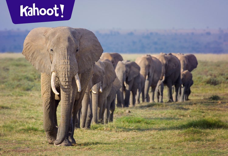 Clil Animals 4B - Kahoot! Quiz