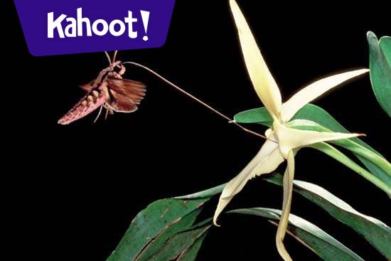 APB Patterns of Evolution - Kahoot! Quiz