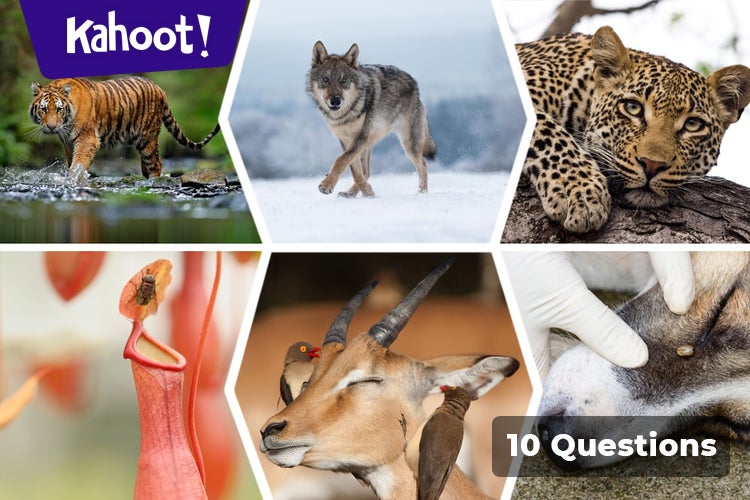 Chapter 5.2 Species Interactions Review - Kahoot! Quiz