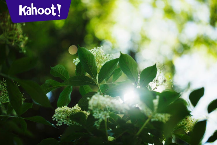IB Biology C1.3 - Photosynthesis* - Kahoot! Quiz