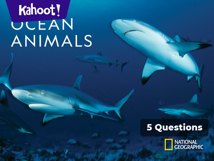 Ocean Animals - Kahoot! Quiz