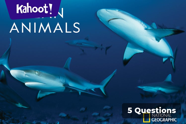 Ocean Animals - Kahoot! Quiz