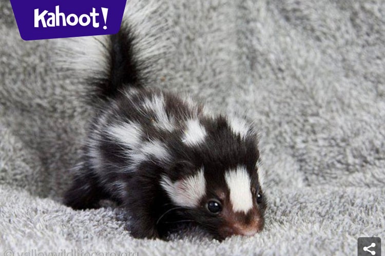 Baby Animals - Kahoot! Quiz