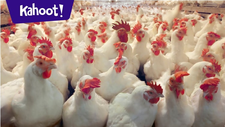 Poultry Quiz - Kahoot! Quiz
