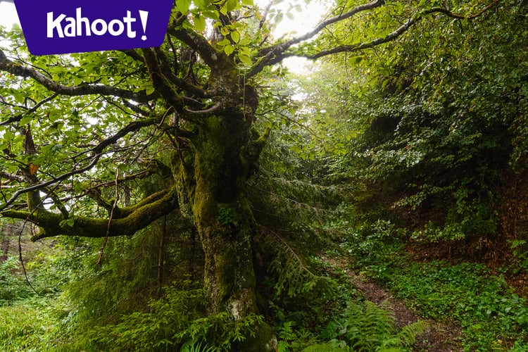 Greek & Latin Root Meanings- bio, port, gen, viv, mega, astr, form ...