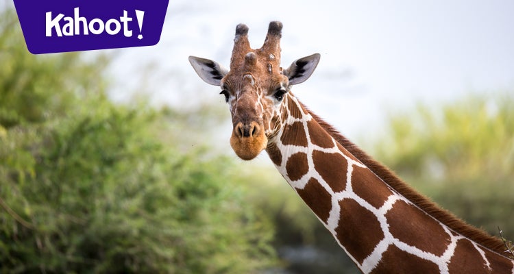 Guess the animal - Kahoot! Quiz
