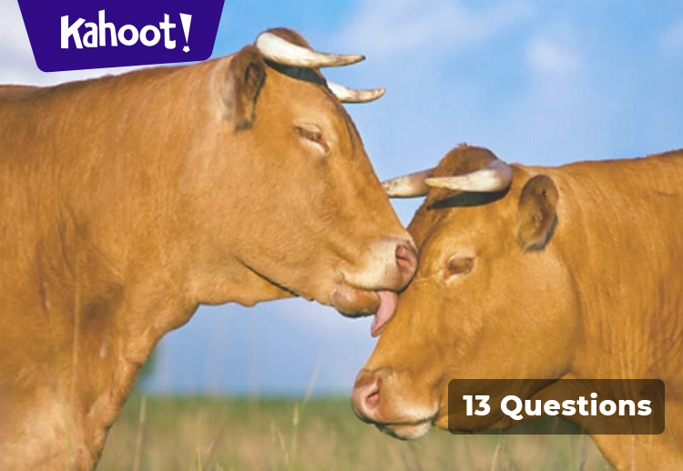 ANS 101 Beef Cattle Identification - Kahoot! Quiz