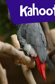 Vet Science CDE - Bird Breeds - Kahoot! Quiz