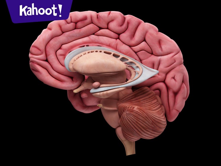 The Brain Part 2 - Kahoot! Quiz