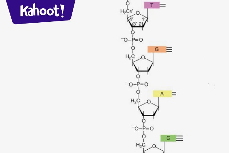 BMS1062 W1-3 revision quiz🐻‍ ️ - Kahoot! Quiz