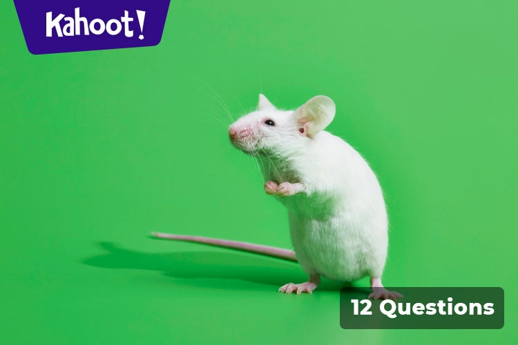 Animals + My (Writing) - Kahoot! Quiz