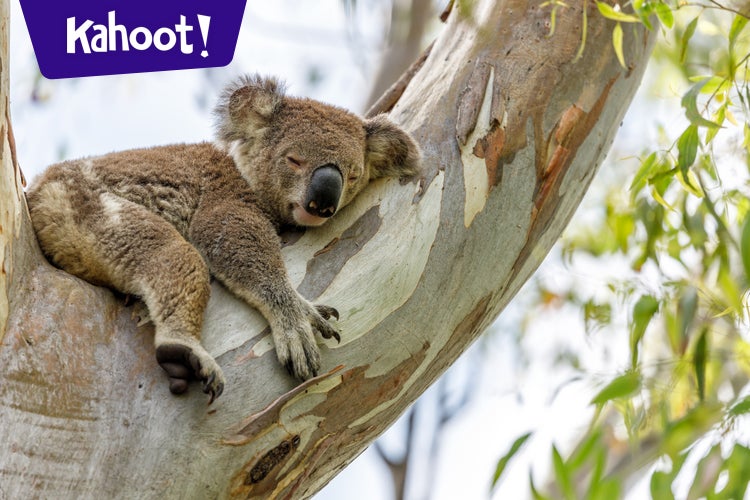Zoo Animals - Kahoot! Quiz