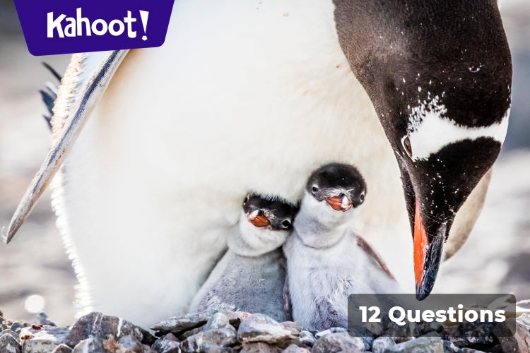 Ice Cube - Python Coding Class (Level 1) - Class 4 - Kahoot! Quiz