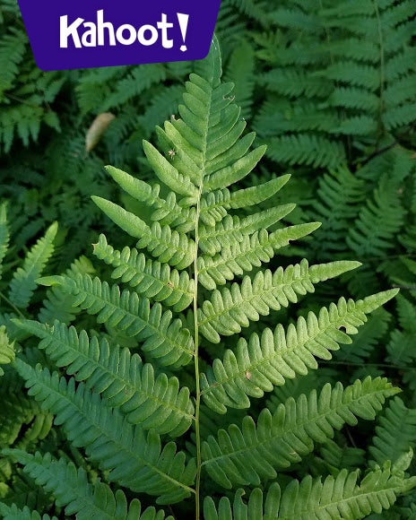 Plants 1 Exit Pass - Kahoot! Quiz